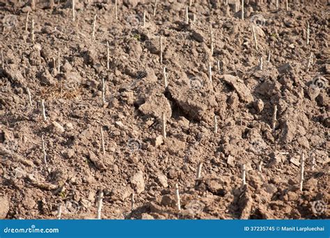 Prepare The Soil Stock Image Image Of Prepare Space 37235745