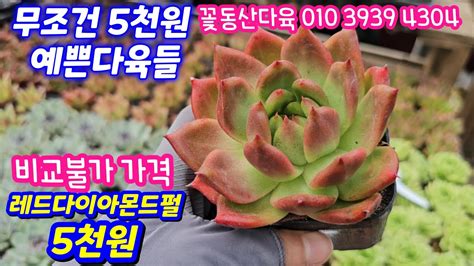 2488 🌸비교불가 5천원 다육 레드다이아몬드펄🌸 무조건 5천원 다육과 신상호야들🌸 꽃동산다육 010 3939 4304 전국