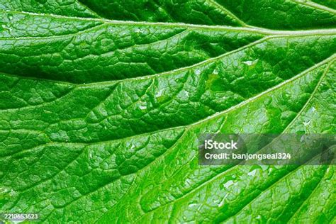 녹색 잎이 많은 야채 매크로 케일 샐러드 잎 물방울 배경으로 클로즈업 0명에 대한 스톡 사진 및 기타 이미지 0명 가득 찬