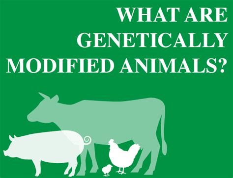 Genetically Modified Farm Animals