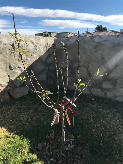 4 In 1 Pear Trees For Sale