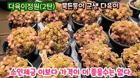 다육이정원 2탄 예쁜 다육이와 가격 착한 묵은둥이 소인제금 메비나 포루투나 Youtube