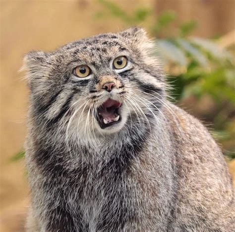 Cute Photos And Information About The Pallas S Cat