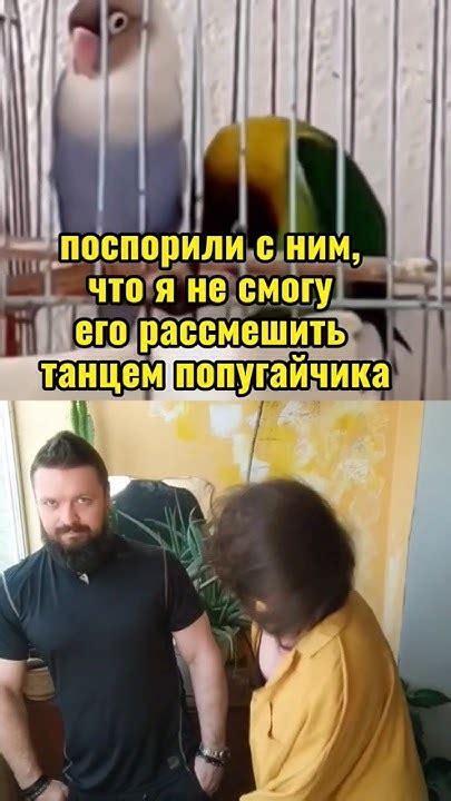 поспорили с ним что я не смогу его рассмешить танцем попугая