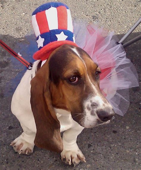 Maggie The Patriotic Bassett Hound Age 10 Months Veterans Day 11