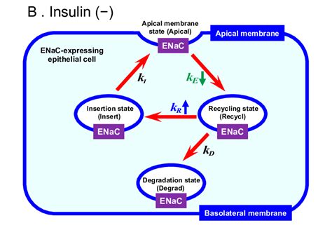 The Action Of Aldosterone Treatment 1 µm 20 H On The Intracellular
