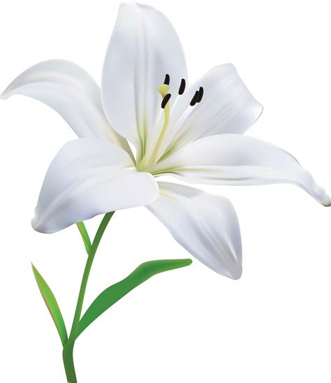 White Lily Flower Isolated 44626911 Vector Art At Vecteezy