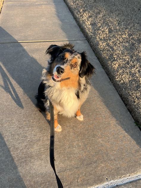 Cooper the Tank : r/MiniAussies
