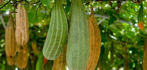 Growing Loofah Sponges Homesteader Depot