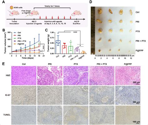 Tumor Growth Inhibition Of P FPP NMs In Vivo A Schematic Illustration