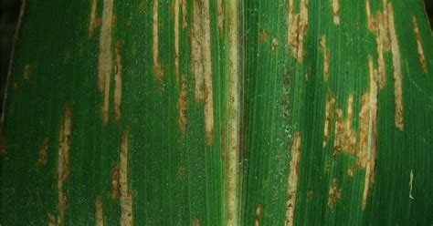 Disease Gray Leaf Spot Fmc Ag Us