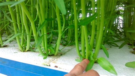 Tutorial Menanam Kangkung Hidroponik Dengan Styrofoam Vrogue Co