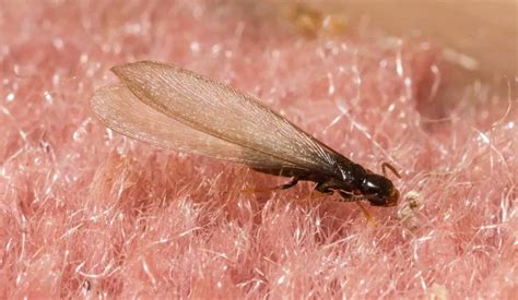 Termites Trunorth Pest Control