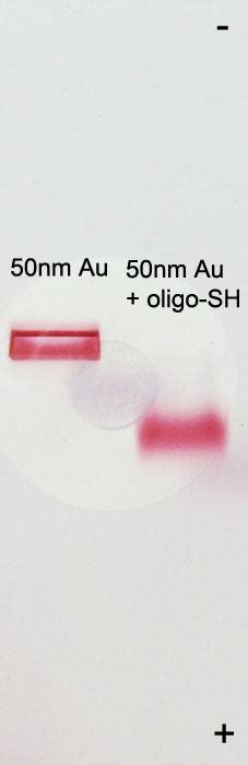 Conjugation Of Oligonucleotides To Gold Nanoparticles Cytodiagnostics Inc