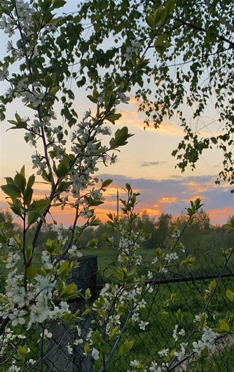 Spring Pinterestroro Kalcev
