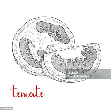 토마토를 스케치 합니다 토마토 흰색 배경에 고립입니다 벡터 건강한 생활방식에 대한 스톡 벡터 아트 및 기타 이미지 건강한