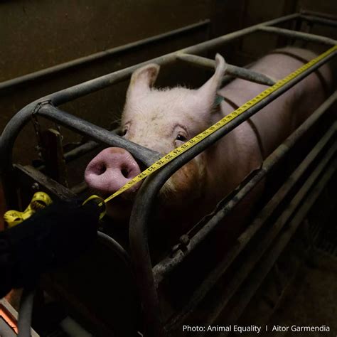 CROSS FARM CRUELTY: RED TRACTOR FARM EXPOSED | Animal Equality UK