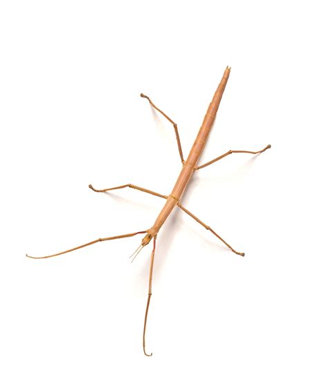 These Insects Are Masters Of Disguise—even Before Hatching