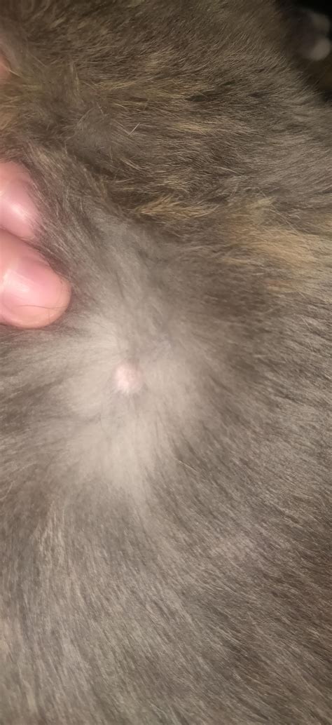 My 10 12 Year Old Rescue Has This Weird Bump On Her Hind Area I Guess