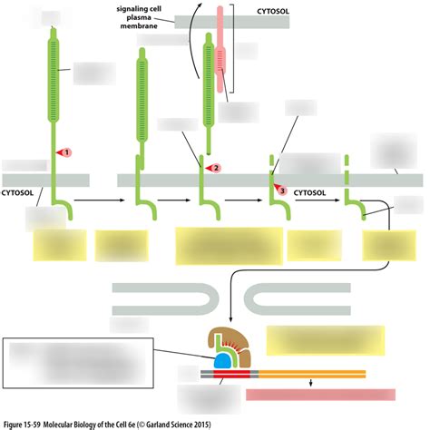 Notch Signalling Pathway Diagram Quizlet