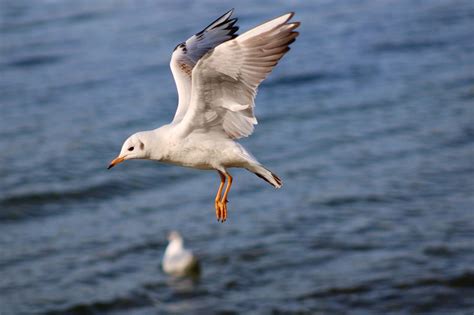 Bird Seagull Ornithology Free Photo On Pixabay Pixabay