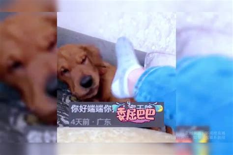 狗狗的休闲时光 主人和狗狗打闹，主人打狗一下，狗子还回去一下