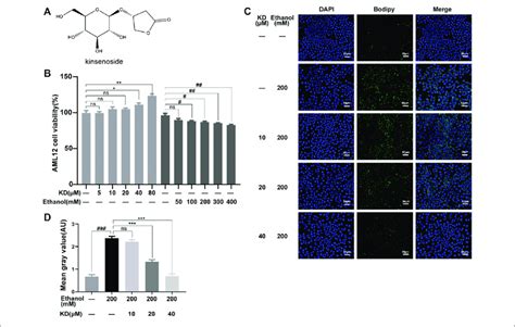 Effects Of Kd On Cellular Ethanol Induced Lipid Accumulation A The