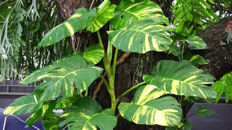 Epipremnum Aureum Also Called Golden Pothos Ceylon Creeper Sirih