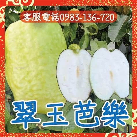 新苗限量販售無籽翠玉芭樂苗無法超商和蝦皮店到店新手也能種的無籽芭樂品種 巨無霸芭樂 芭樂苗 翠玉 蝦皮購物