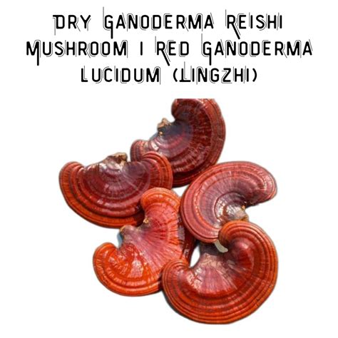 Dry Ganoderma Reishi Mushroom 50 Gm Red Ganoderma Lucidum Lingzhi