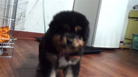 티벳탄 마스티프 길상이 Youtube