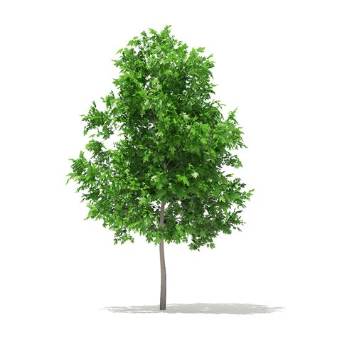 Sugar Maple 3d Model 42m 3d Model 18 C4d Max Fbx Unknown Obj