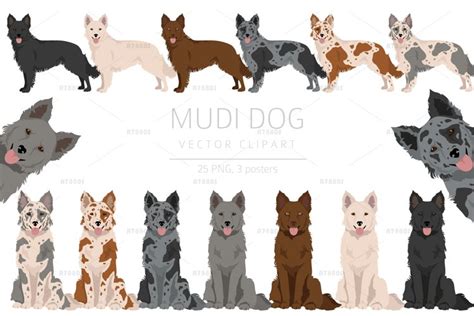 Mudi Clipart