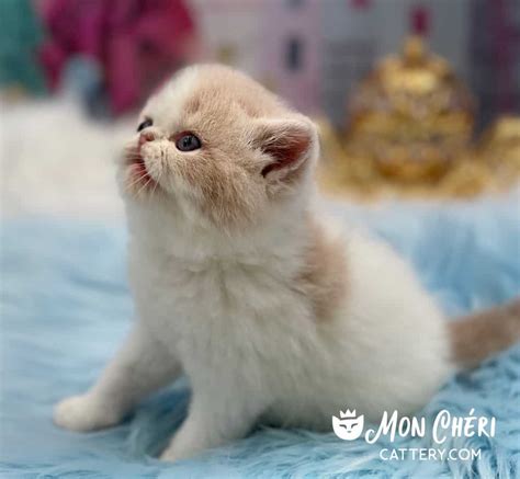 Sold Exotic Shorthair And Exotic Longhair Kittens 2