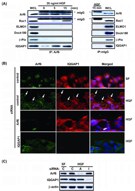Arf6 Is Associated With Iqgap1 In Glioma Cells And Controls Formation