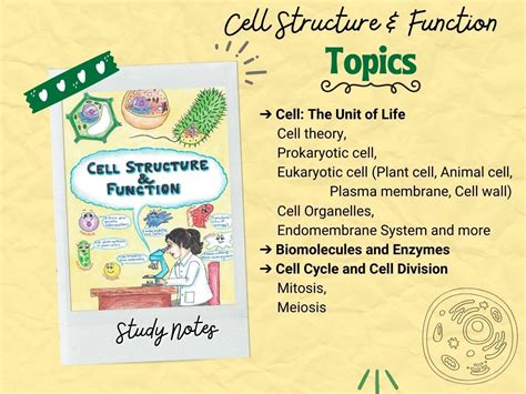 Cell Structure And Function Cell Biology Aesthetic Notes PDF NewtonDesk