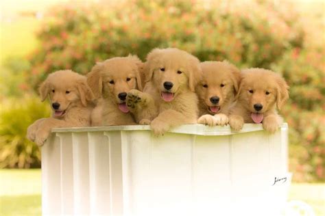 A Pelagem Do Golden Retriever Como Deixar O Golden Lindo E Cheiroso