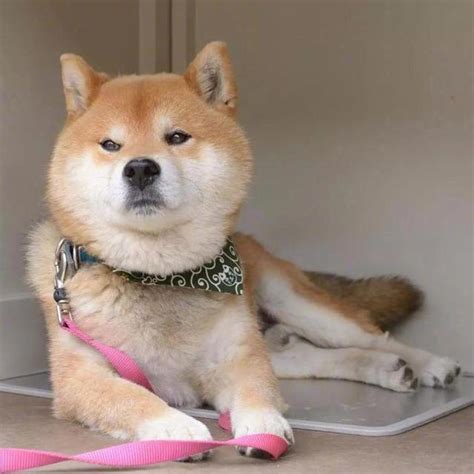哈哈被這邪魅狷狂的笑容撩到了 每日頭條