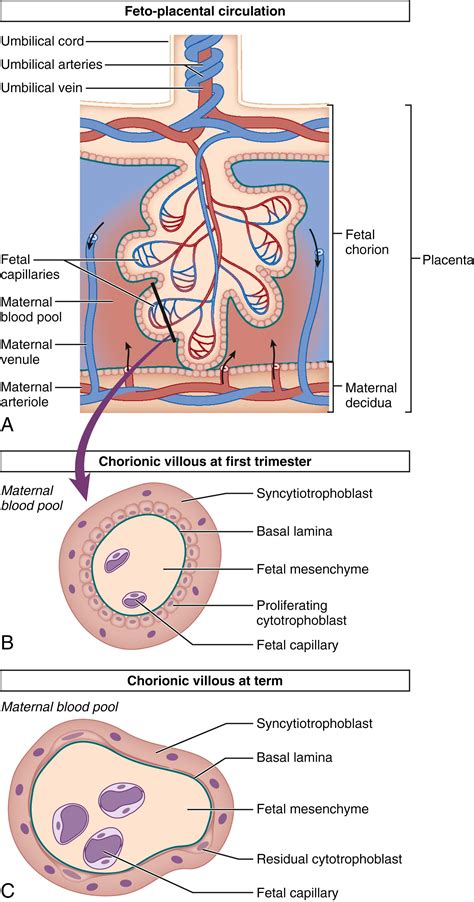 Endocrine And Paracrine Function Of The Human Placenta Clinical Tree