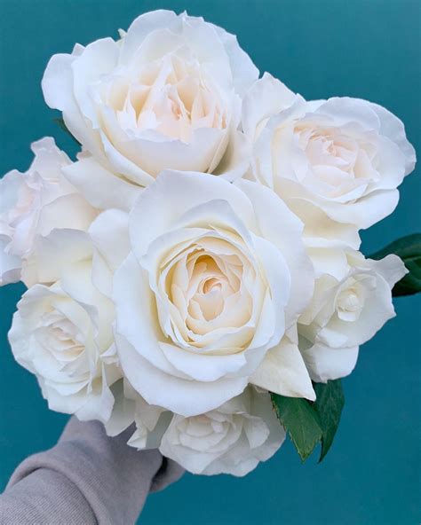 Princess Miyuki is a perfect white rose with a fantastic fragrance ...