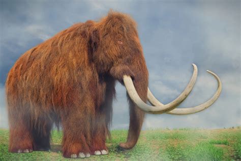 Scheletri Di Mammut Vissuti Mila Anni Fa Focus It