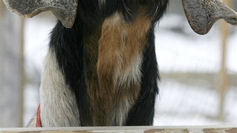 Sammie Nubian Goat Buck Feb 2018 Purely Wholesome Farm