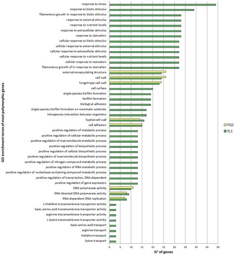 Gene Ontologies Enrichment Analysis Of The Most Polymorphic Genes