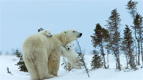 Polar Bear Mother And Cubs Churchill Manitoba Canada Bing Gallery