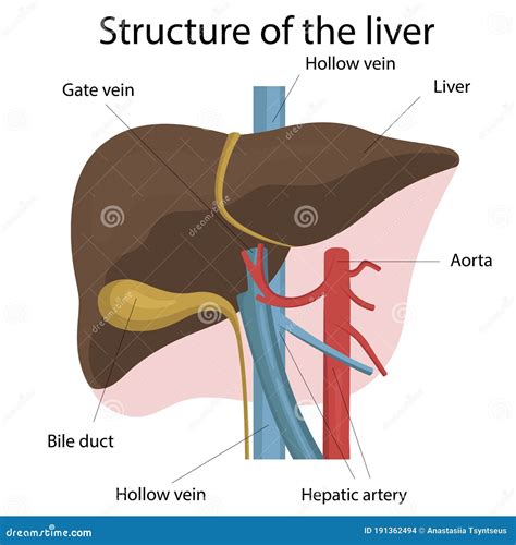 Liver Structure And Anatomical Organ Function Explanation Outline Diagram Vector Illustration