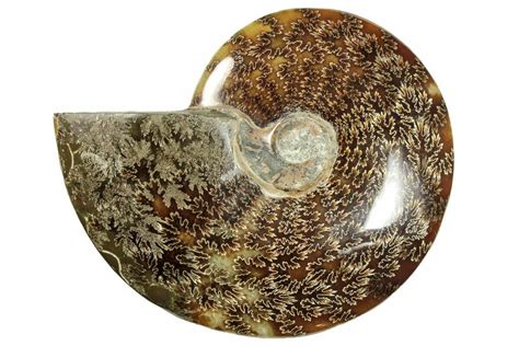 7 7 Polished Fossil Ammonite Cleoniceras Madagascar 233763 For