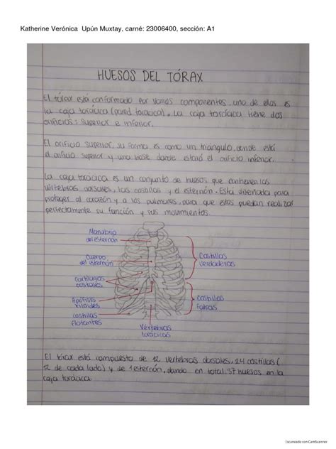 Huesos Del Tórax Pdf
