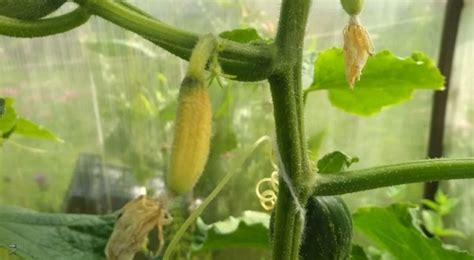 ЖЕЛТЕЮТ ЗАВЯЗИ НА ОГУРЦАХ Две основные причины пожелтения завязей на огурцах ⃣ ВКонтакте