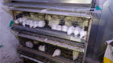 Чем я кормлю перепелов Youtube