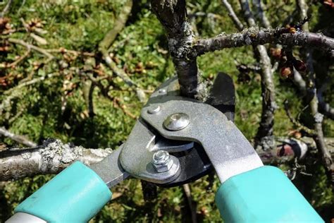 Pruning A Tree Basic Steps And Tips Stacy Lyn Harris